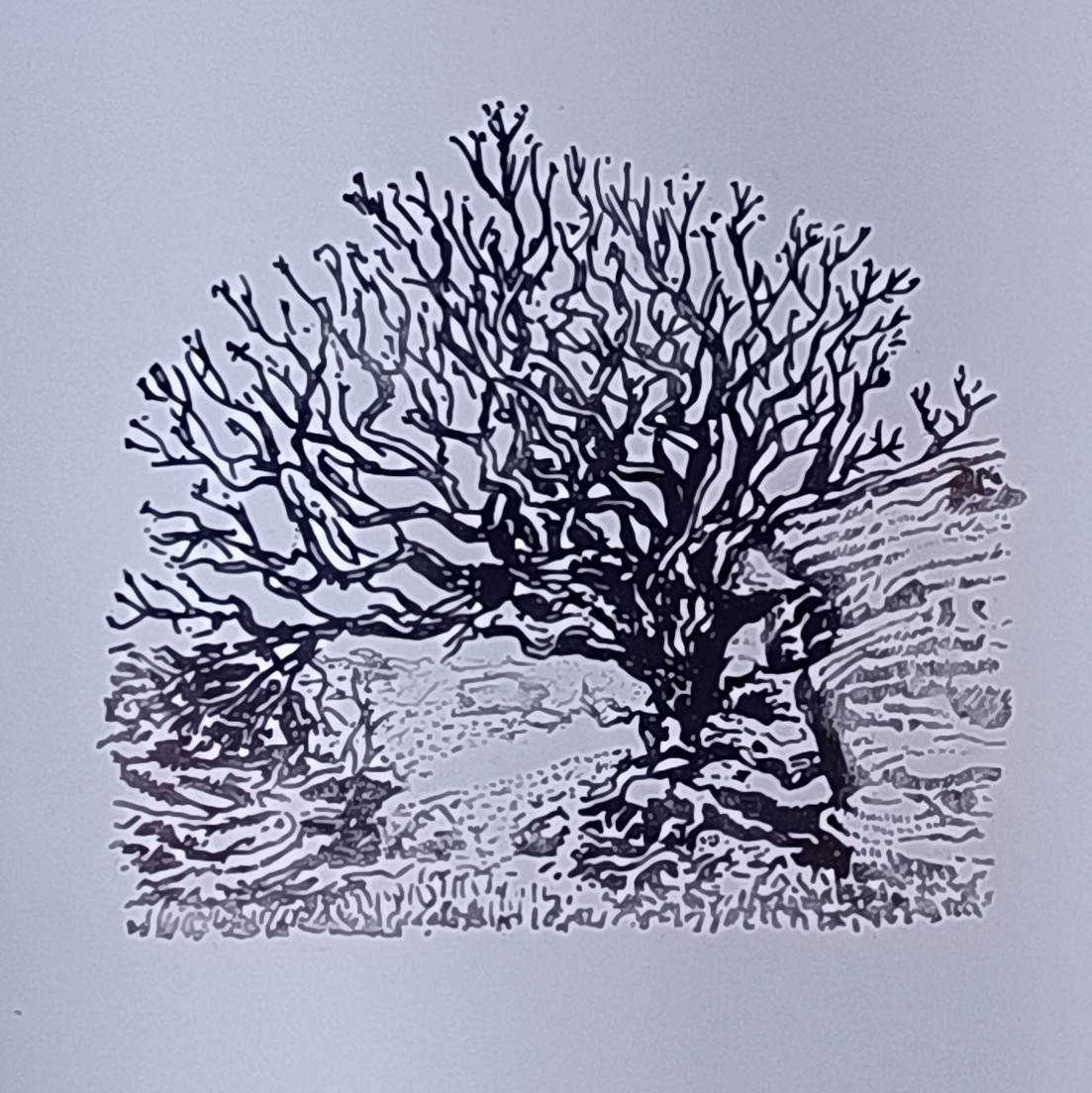 Kitchen Litho – Artist and Print-maker